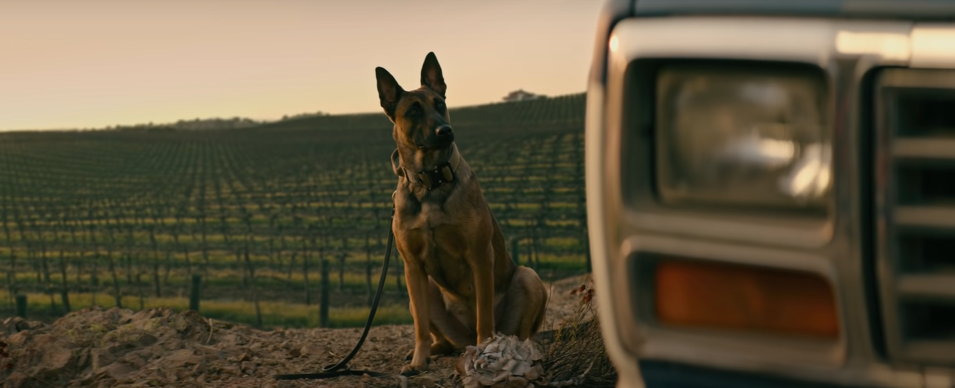 Review Film Dog - Cinemags